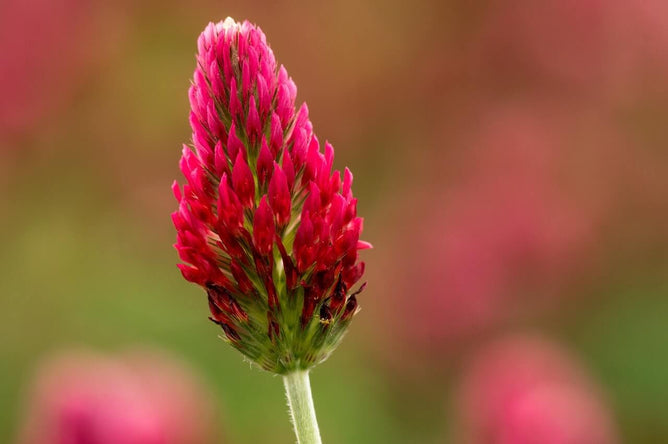 How Red Clover Helps With Hair Growth